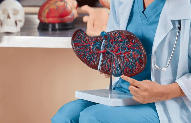 Jetra - Gdje se nalazi, kako boli i moguće bolesti jetre